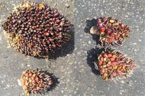 FFB Grading Guideline – MJM (PALM OIL MILL) SDN BHD