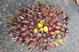 FFB Grading Guideline – MJM (PALM OIL MILL) SDN BHD