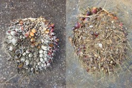 FFB Grading Guideline – MJM (PALM OIL MILL) SDN BHD